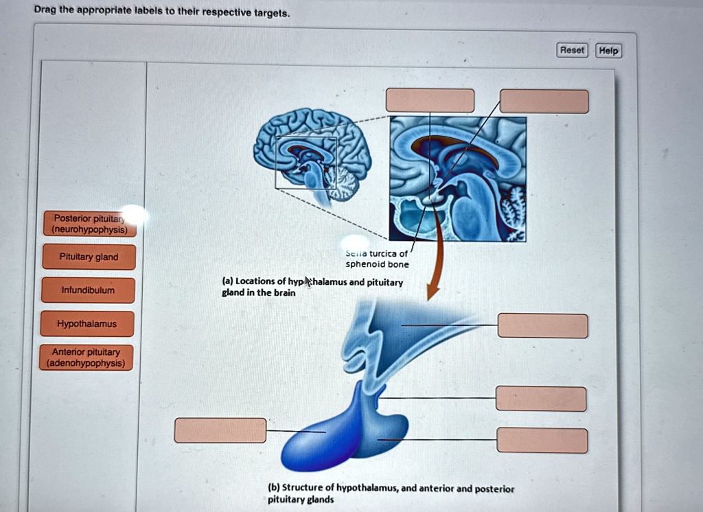 drag the appropriate labels to their respective targets posterior ...
