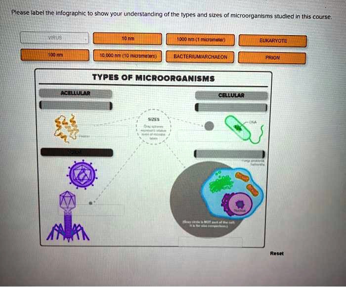 SOLVED: Please label the Infographic t0 show your understanding ofthe ...