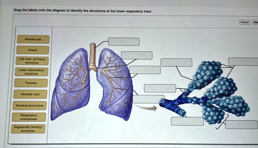 Drag the labels onto the diagram to identify the structures of the ...