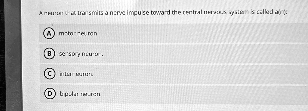 a neuron that transmits a nerve impulse toward the central nervous ...