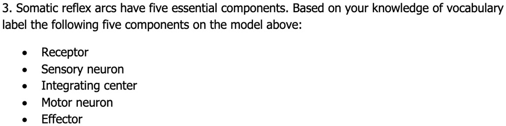 3. Somatic reflex arcs have five essential components. Based on your ...