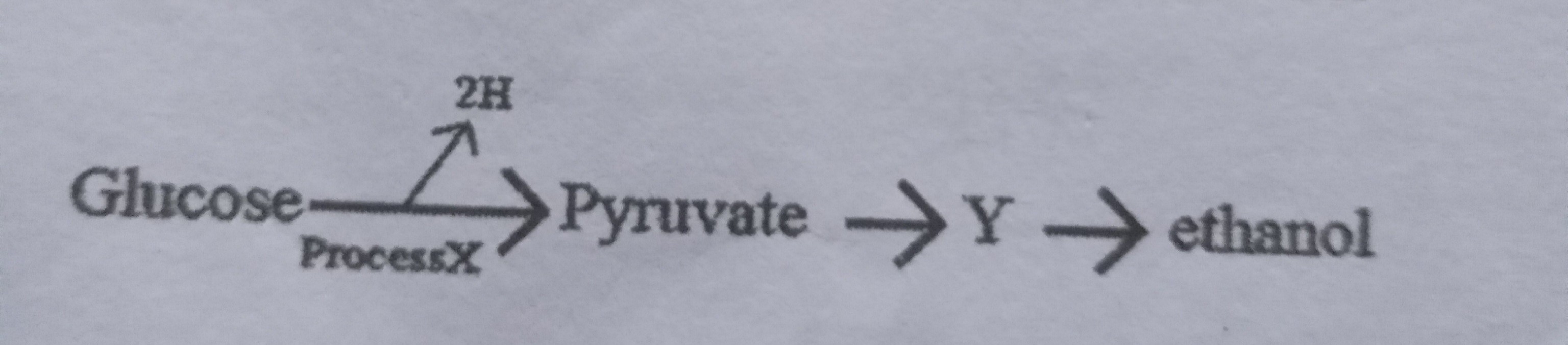SOLVED: 1.identify process x. 2.where is the cell does this process ... SOLVED: 1.identify process x. 2.where is the cell does this process ...