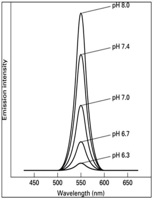 a proton gradient can be analyzed with fluorescent dyes whose emission ...