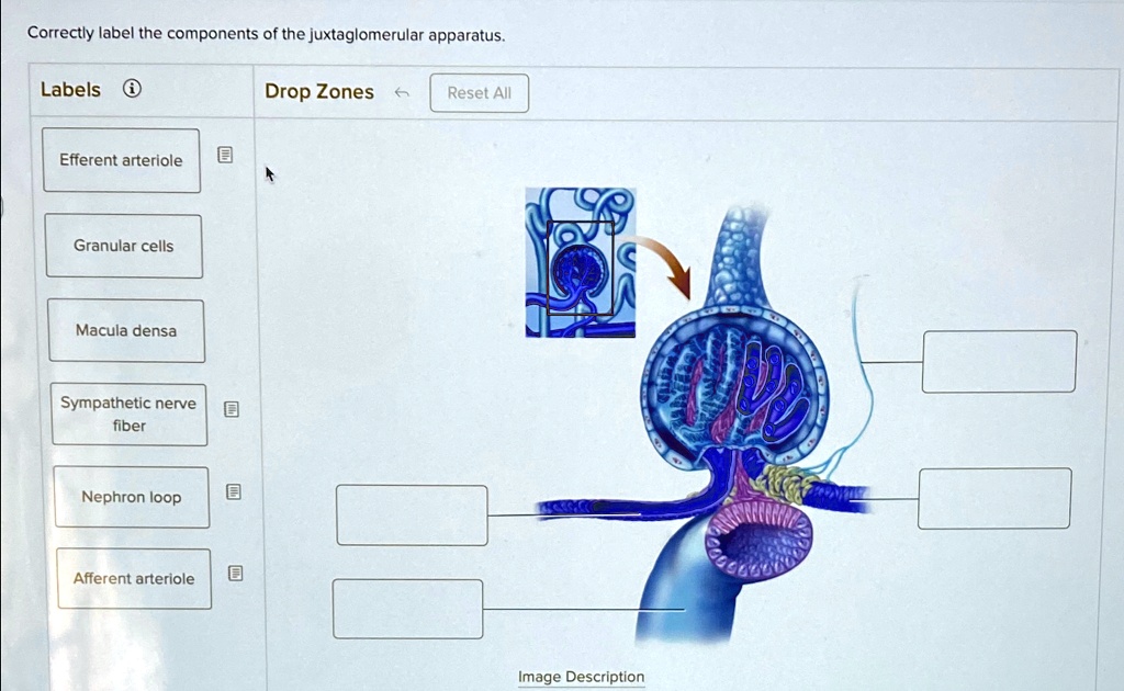 correctly label the components of the juxtaglomerular apparatus labels ...