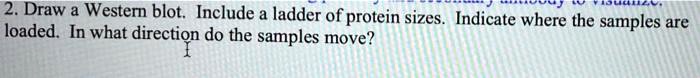 2. Draw a Western blot. Include a ladder of protein sizes. Indicate ...