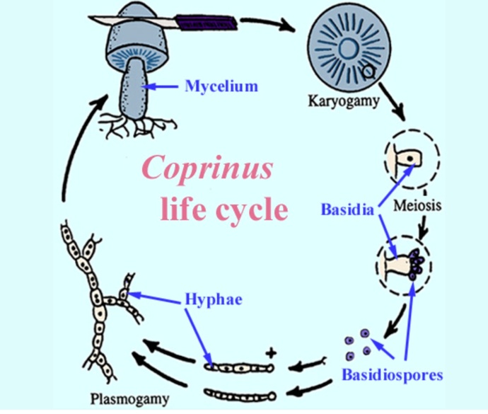 SOLVED:Mycelium Karyogamy Coprinus life cycle Basidia Meiosis Hyphae ...