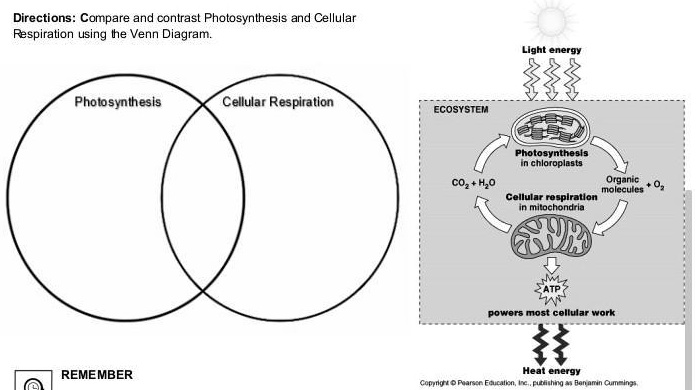 SOLVED: 'compare and contrast Photosynthesis and Cellular Respiration ...