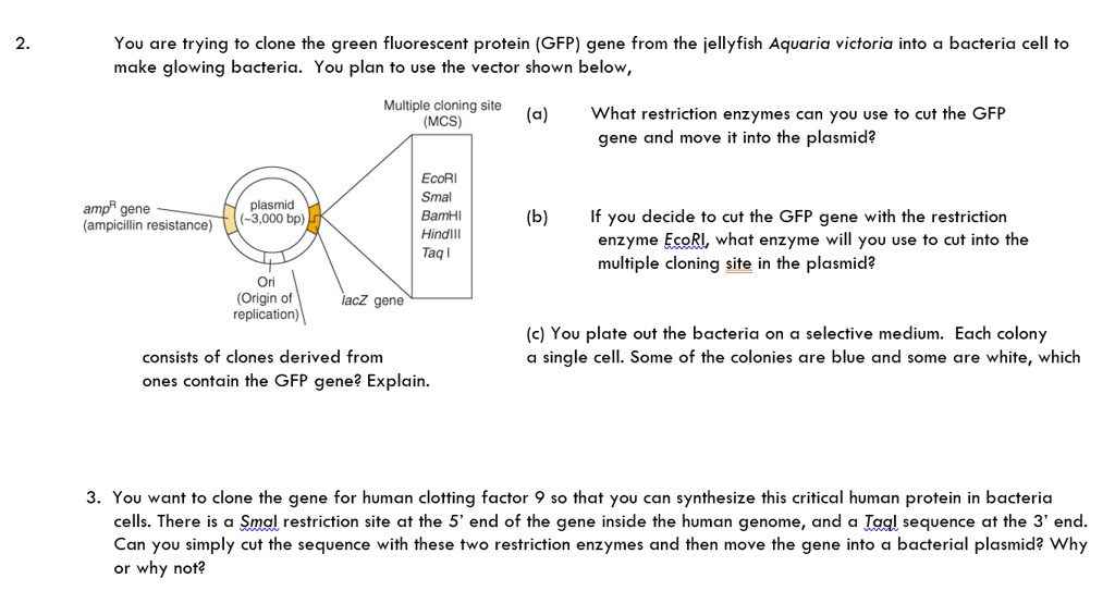 2. You are trying to clone the green fluorescent protein (GFP) gene ...