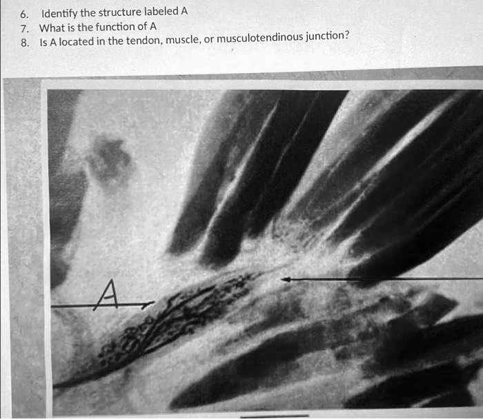 SOLVED: 6. Identify the structure labeled A. 7. What is the function of ...
