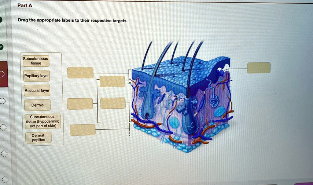 part a drag the appropriate labels to their respective targets ...