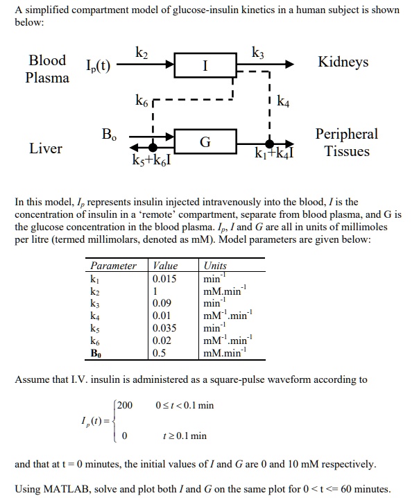 a simplified compartment model of glucose insulin kinetics in human ...