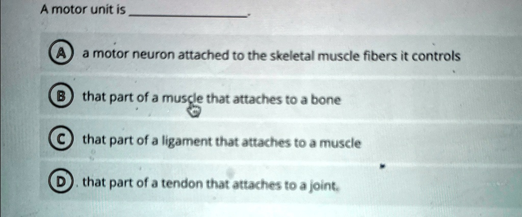 a motor unit is a motor neuron attached to the skeletal muscle fibers ...