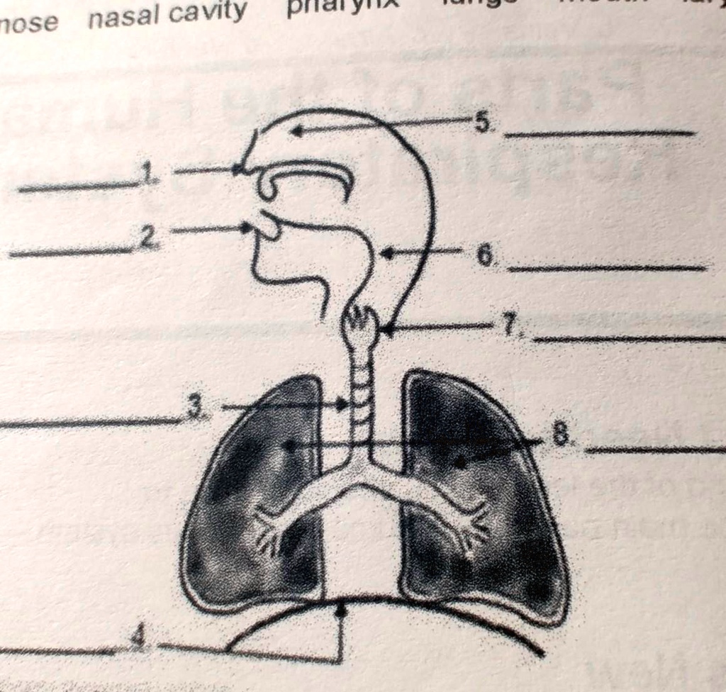 SOLVED: ACTIVITY 1: Name Me Objective: Name the parts of the human respiratory system ...