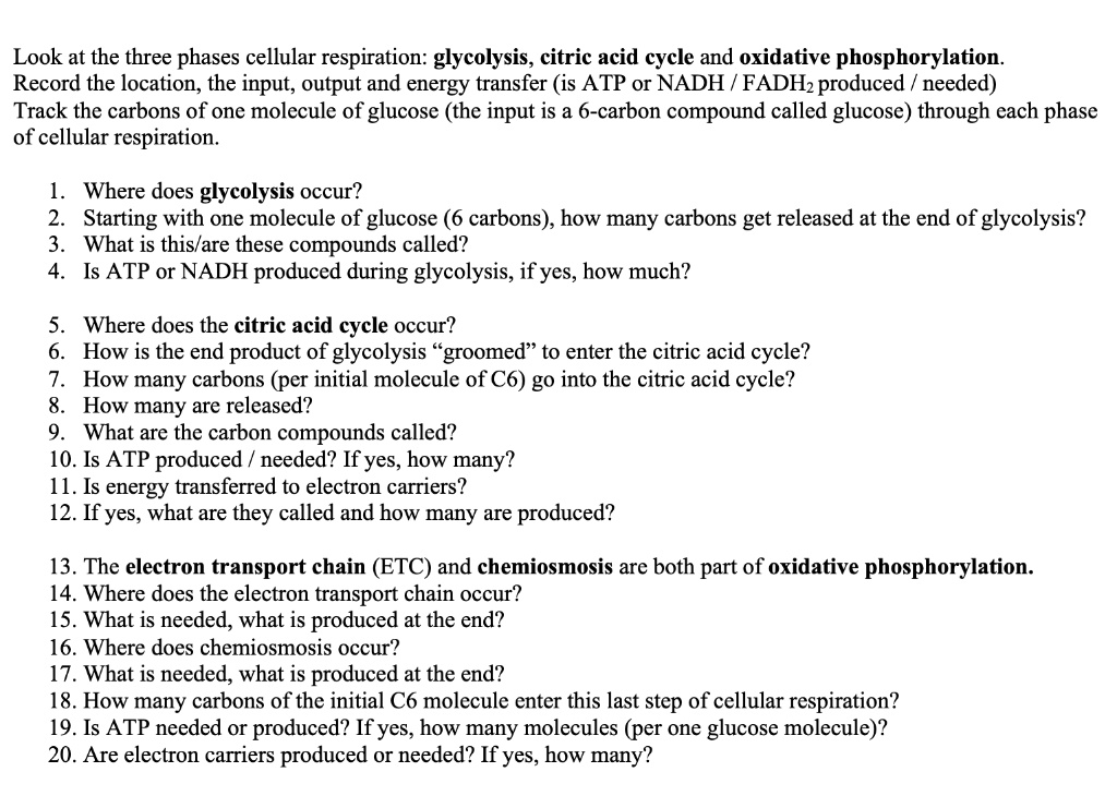 SOLVED: Look at the three phases of cellular respiration: glycolysis, citric acid cycle, and ...