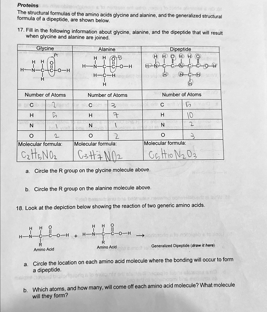Proteins The structural formulas of the amino acids glycine and alanine ...