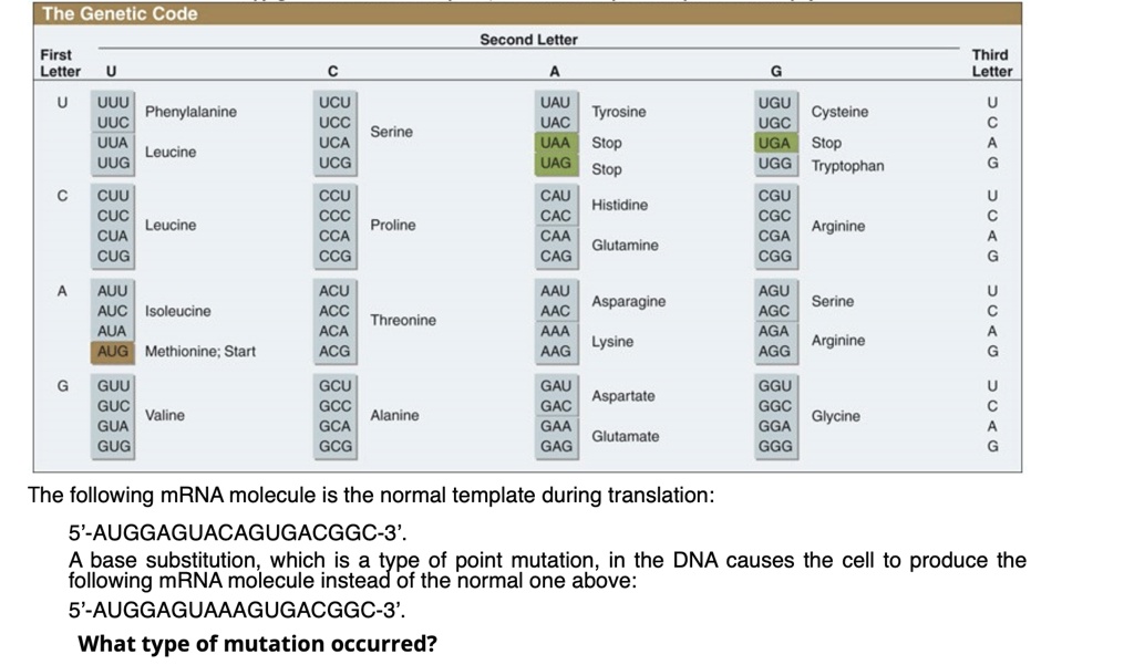 SOLVED: The Genetic Code Second Letter First Letter Third Letter UUU Phenylalanine UUC UUA ...