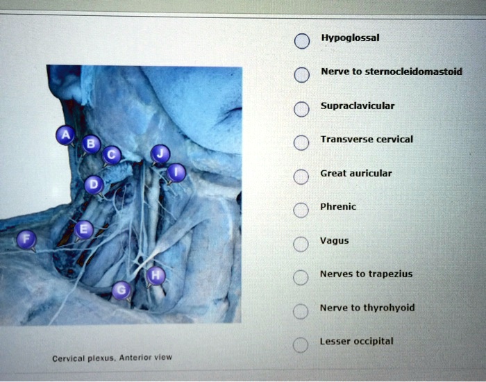 SOLVED: Hypoglossal Nerve to sternocleidomastoid Supraclavicular ...