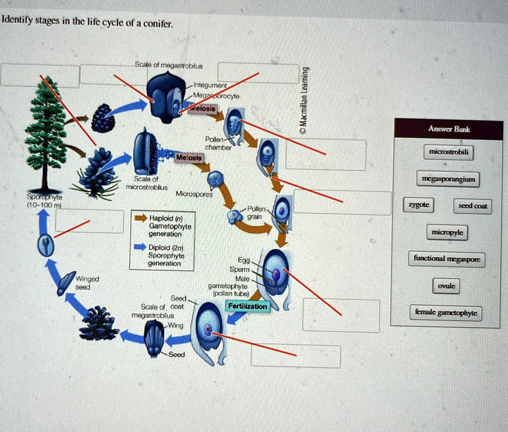 Identify stages in the life cycle of a conifer. Identify stages in the ...