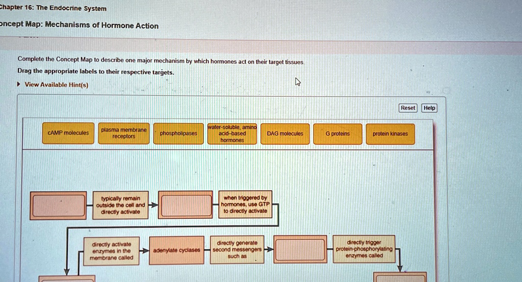 Chapter 16: The Endocrine System Concept Map: Mechanisms of Hormone Action Complete the Concept ...