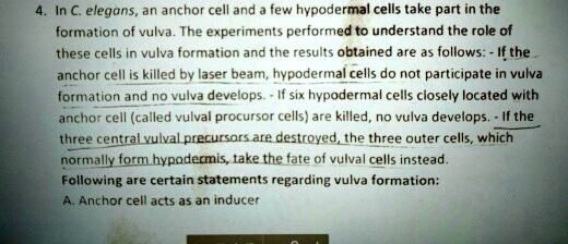 4. In C. elegans, an anchor cell and a few hypodermal cells take part ...