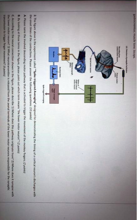 SOLVED: transmission to trigger finger movement?(6 points) C. According ...