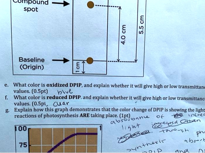 SOLVED: Compound Spot 8 8 5 Baseline (Origin) 5 What color is oxidized ...
