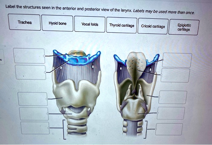 SOLVED: Label the structures seen in the anterior and posterior view of ...