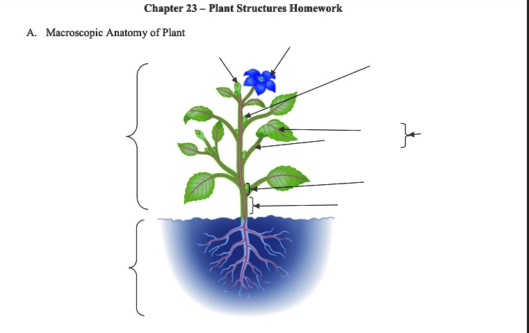 SOLVED: Chapter 23 Plant Structures Homework Macroscopic Anatomy of Plant
