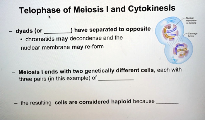 Telophase of Meiosis I and Cytokinesis - dyads (or ) have separated to ...
