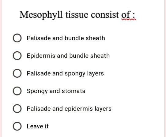 Mesophyll tissue consist of: Palisade and bundle sheath Epidermis and ...