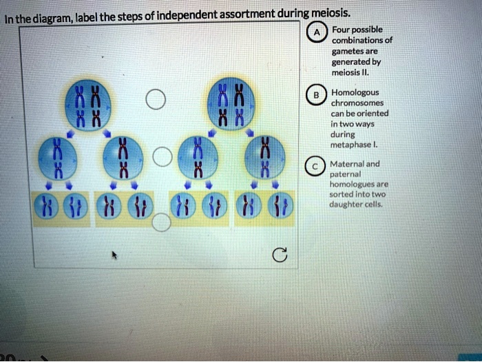 in thediagram label the steps ofindependent assortment during meiosis ...