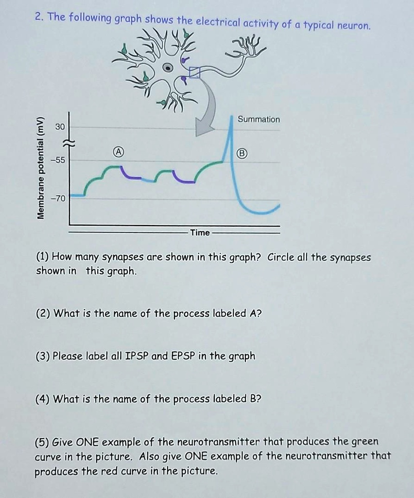 SOLVED: 2. The following graph shows the electrical activity of a typical neuron;: Summation 1 L ...