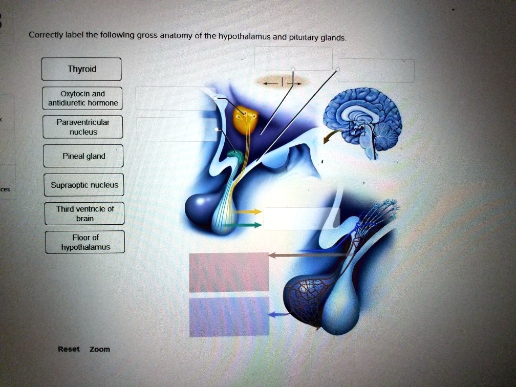 Correctly label the following gross anatomy of the hypothalamus and ...