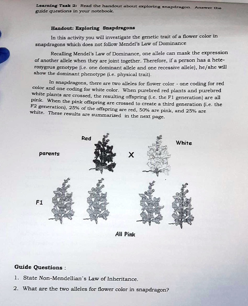 Learning Task 2: Read the handout about exploring snapdragon. Answer the guide questions in your ...