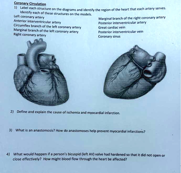 SOLVED: Coronary Circulation Label each structure on the diagrams and ...