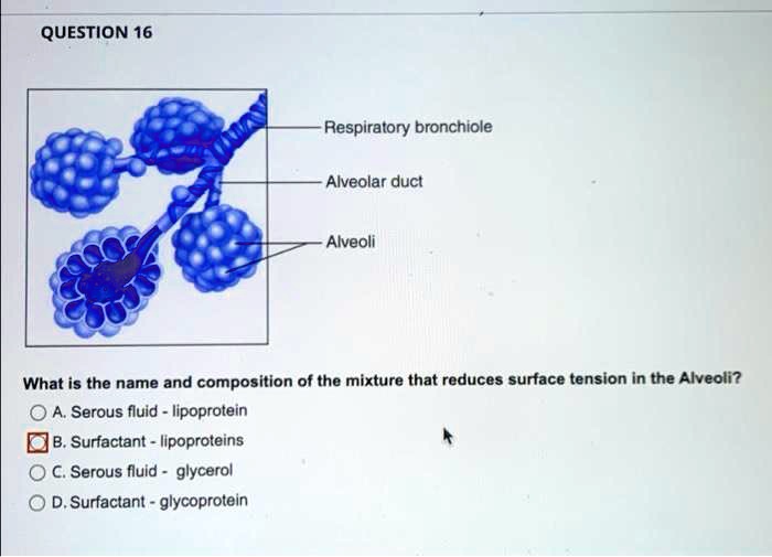 QUESTION 16 Respiratory bronchiole Alveolar duct Alveoli What is the ...
