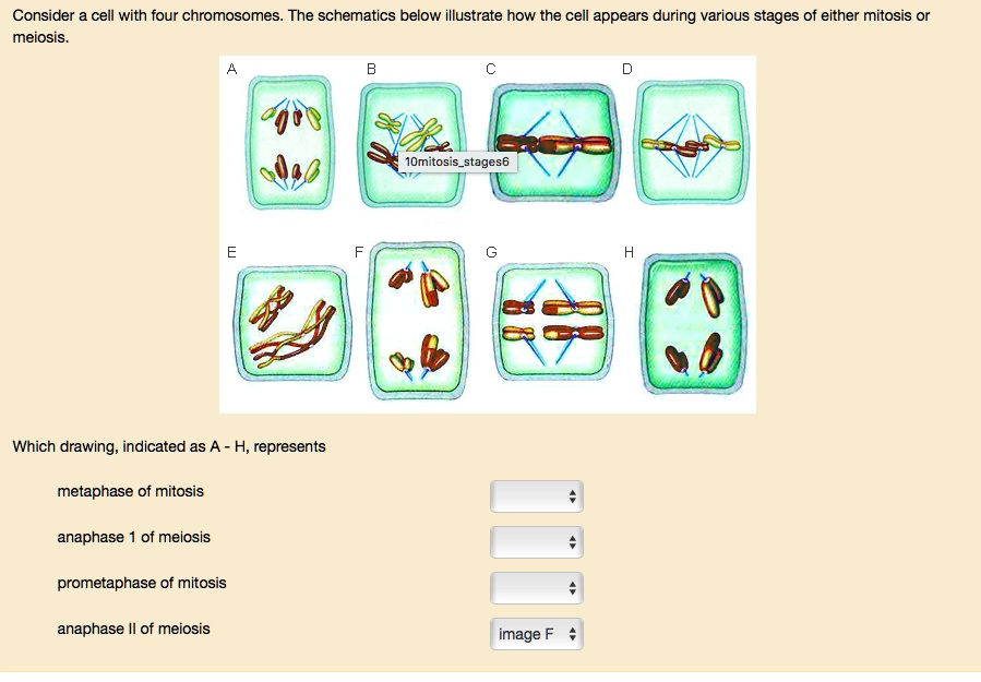 Consider a cell with four chromosomes. The schematics below illustrate ...