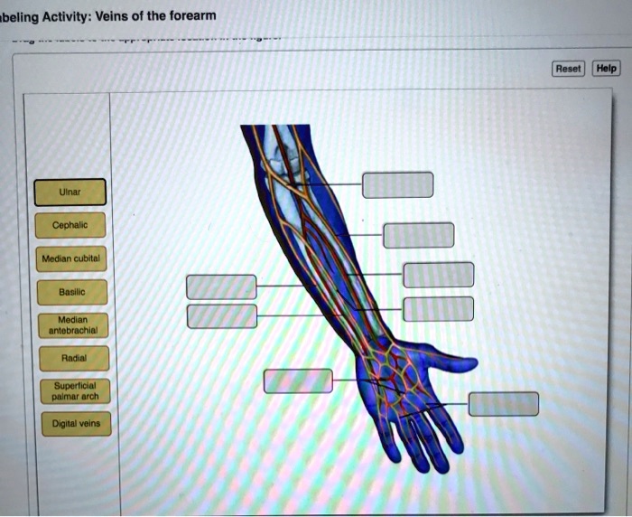 Ulnar Veins Wikipedia