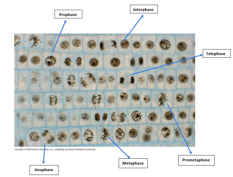 SOLVED: Label the structures of a plant cell (Cell wall, Nucleus ...