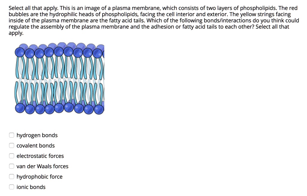 SOLVED: This is an image of a plasma membrane, which consists of two ...