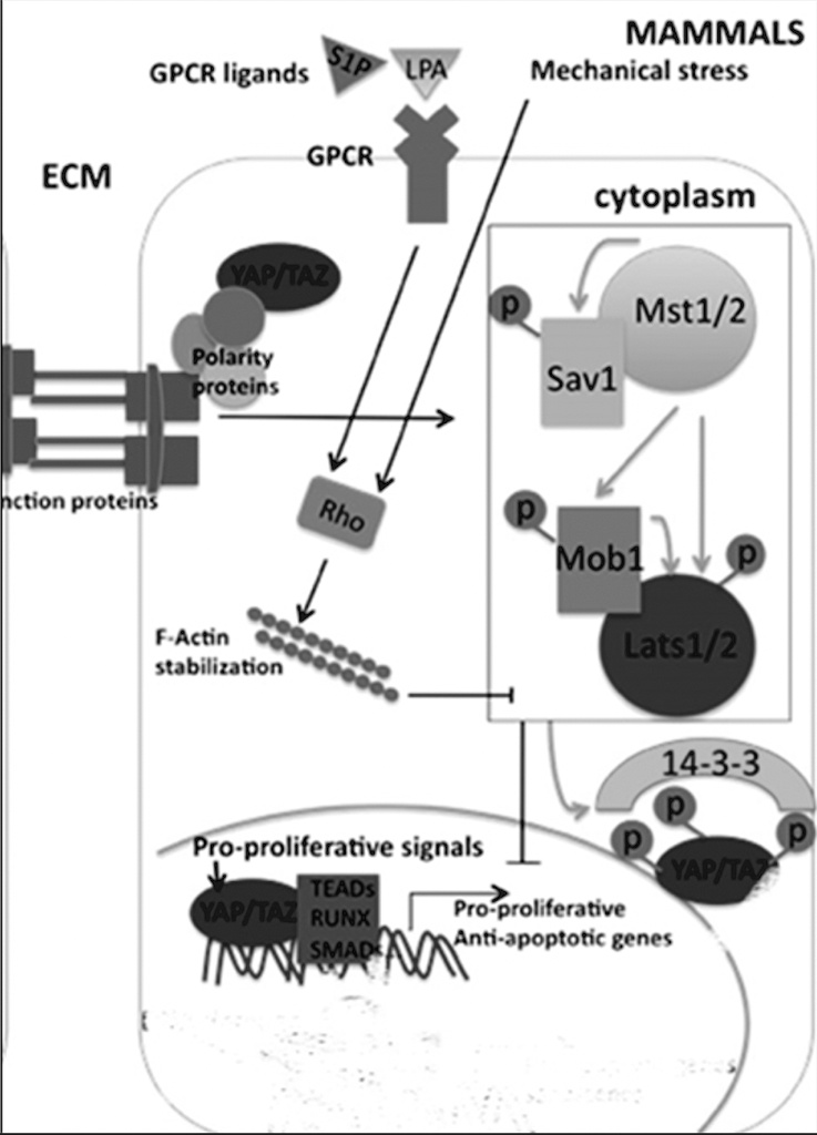 SOLVED: The attached diagram describes the Hippo kinase (Mst1/2) and ...