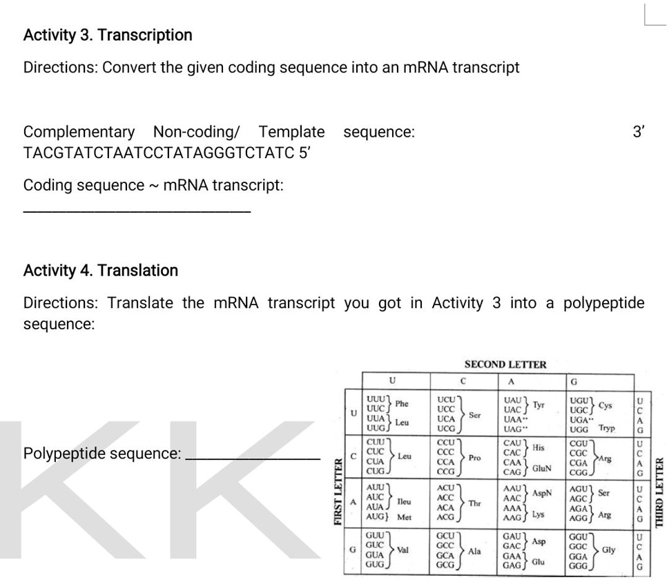 Activity 3 Transcription Directions Convert The Given Coding Sequence Into An Mrna Transcript 4782