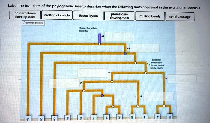 label the branches of the phylogenetic tree describe when the following traits appeared in the ...