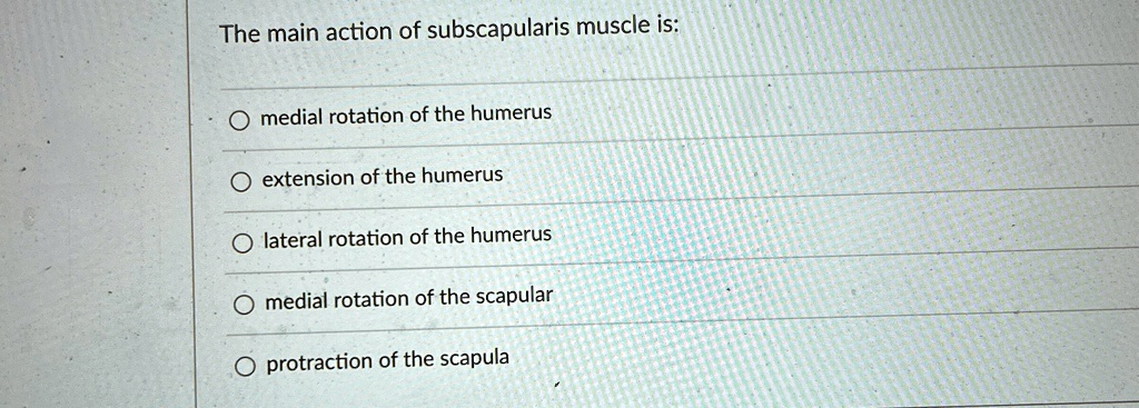 The main action of subscapularis muscle is: medial rotation of the ...
