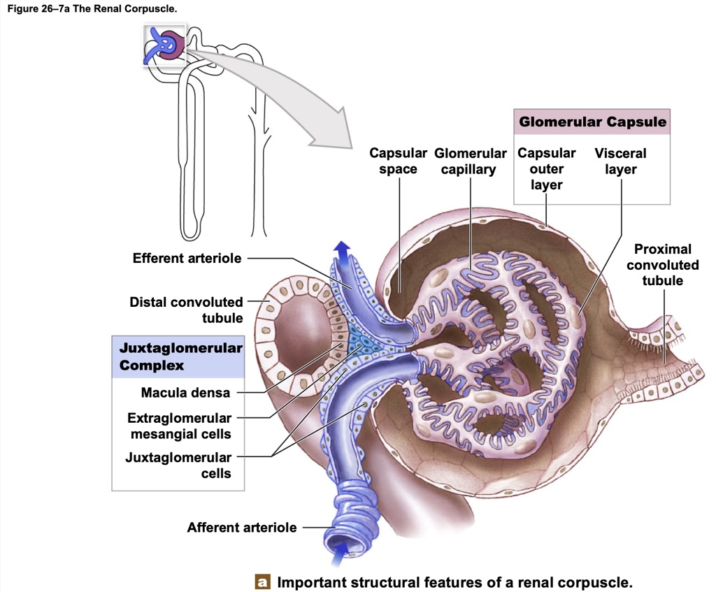 Figure 26-7a The Renal Corpuscle. Efferent arteriole Distal convoluted tubule Juxtaglomerular ...