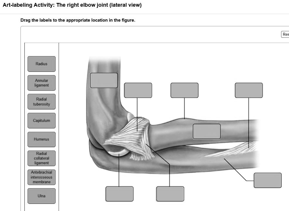 Art-labeling Activity: The right elbow joint (lateral view) Drag the ...