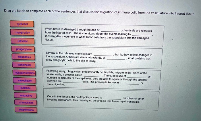 SOLVED: Drag the labels complete each of the sentences Ihat discuss the ...