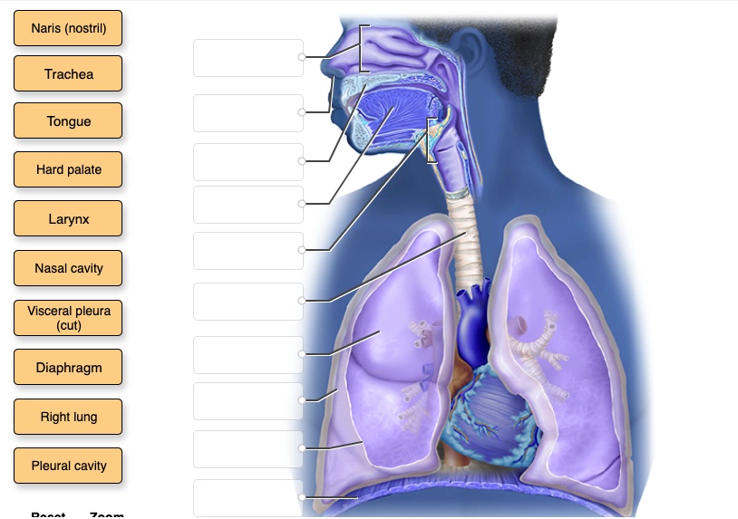 Naris (nostril) Trachea Tongue Hard palate Larynx Nasal cavity Visceral ...