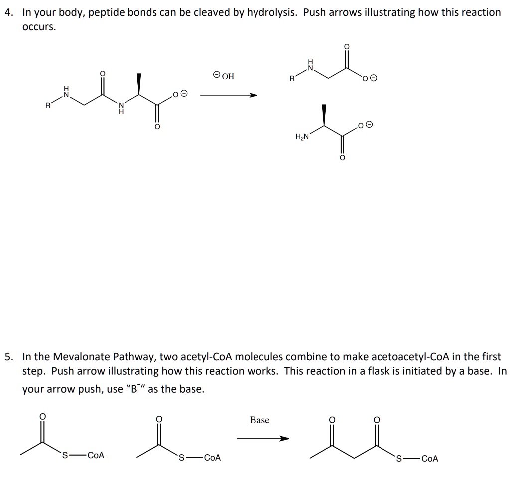 in your body peptide bonds can be cleaved by hydrolysis push arrows ...