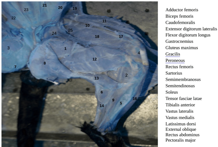 SOLVED: 'help with labeling cat dissection 21 20 19 Adductor femoris ...
